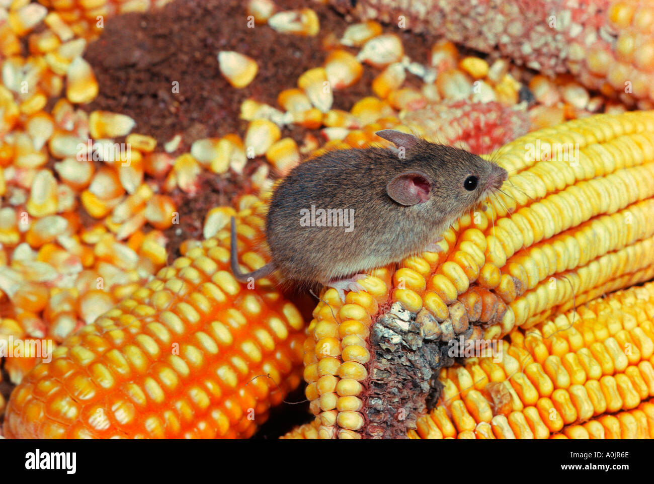 Wood Mouse, Apodemus sylvaticus. On maize barn Stock Photo - Alamy
