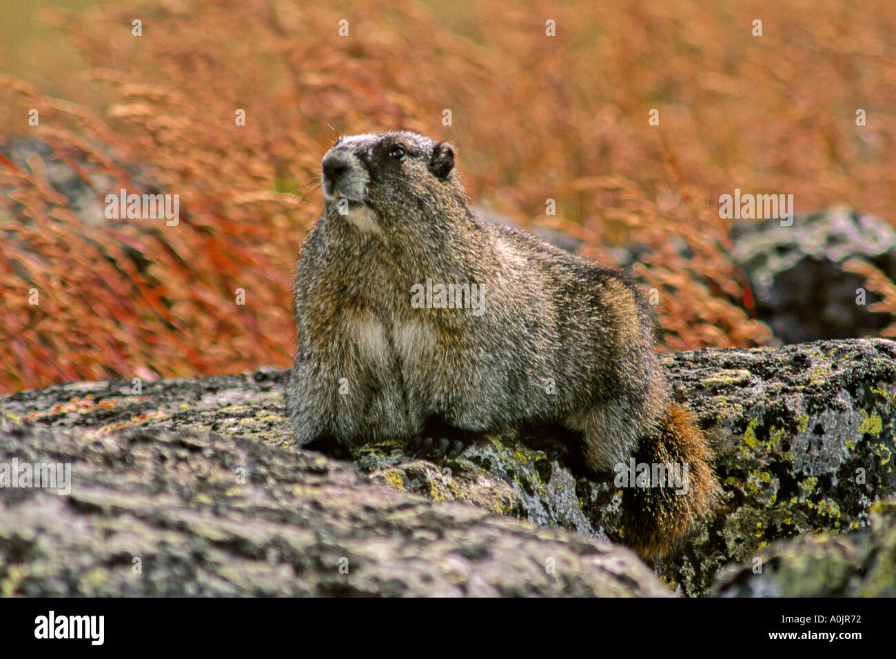 Close up curious hoary hi-res stock photography and images - Alamy