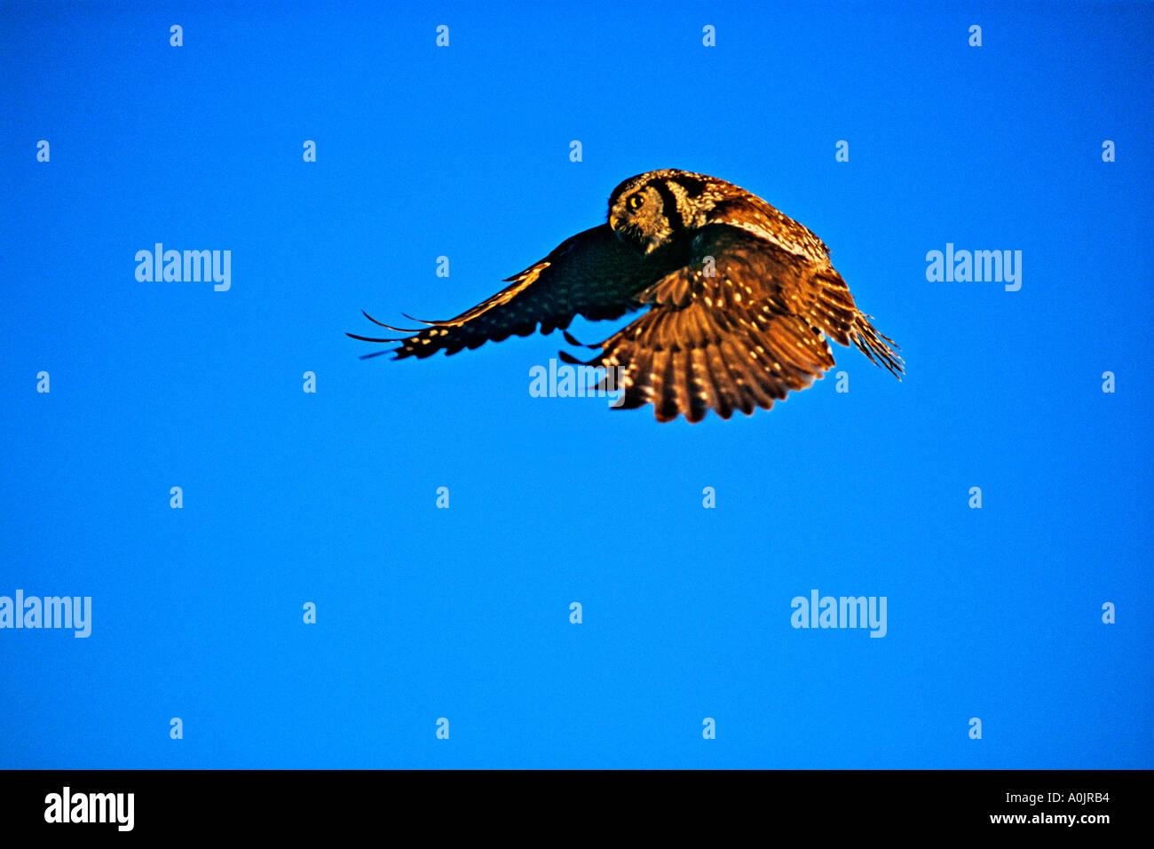 Northern Hawk Owl flying Stock Photo - Alamy
