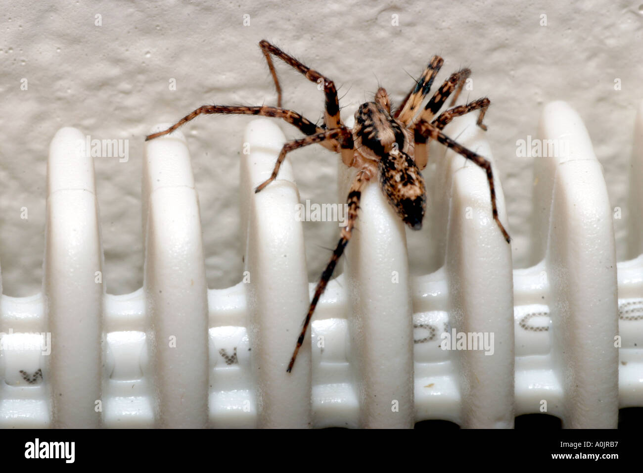 Buzzing spider, a european Ghost spider. Anyphaena accentuata Stock ...