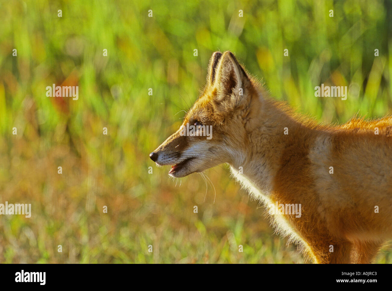 British red fox portrait hi-res stock photography and images - Alamy
