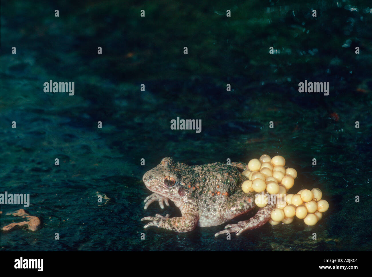 Midwife Toad, Alytes obstetricans. Male carrying eggs Stock Photo - Alamy