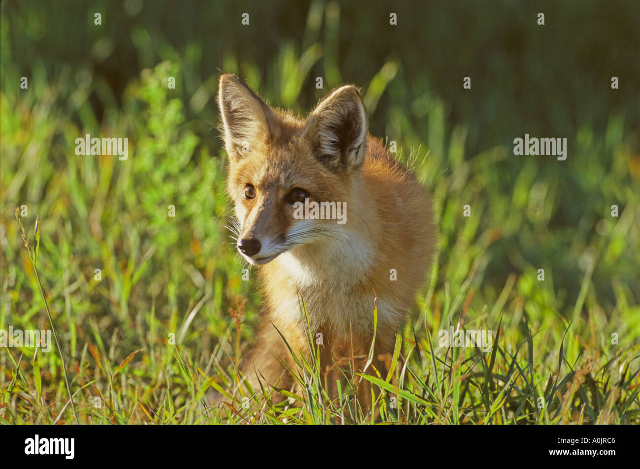 Fox 11 hi-res stock photography and images - Alamy