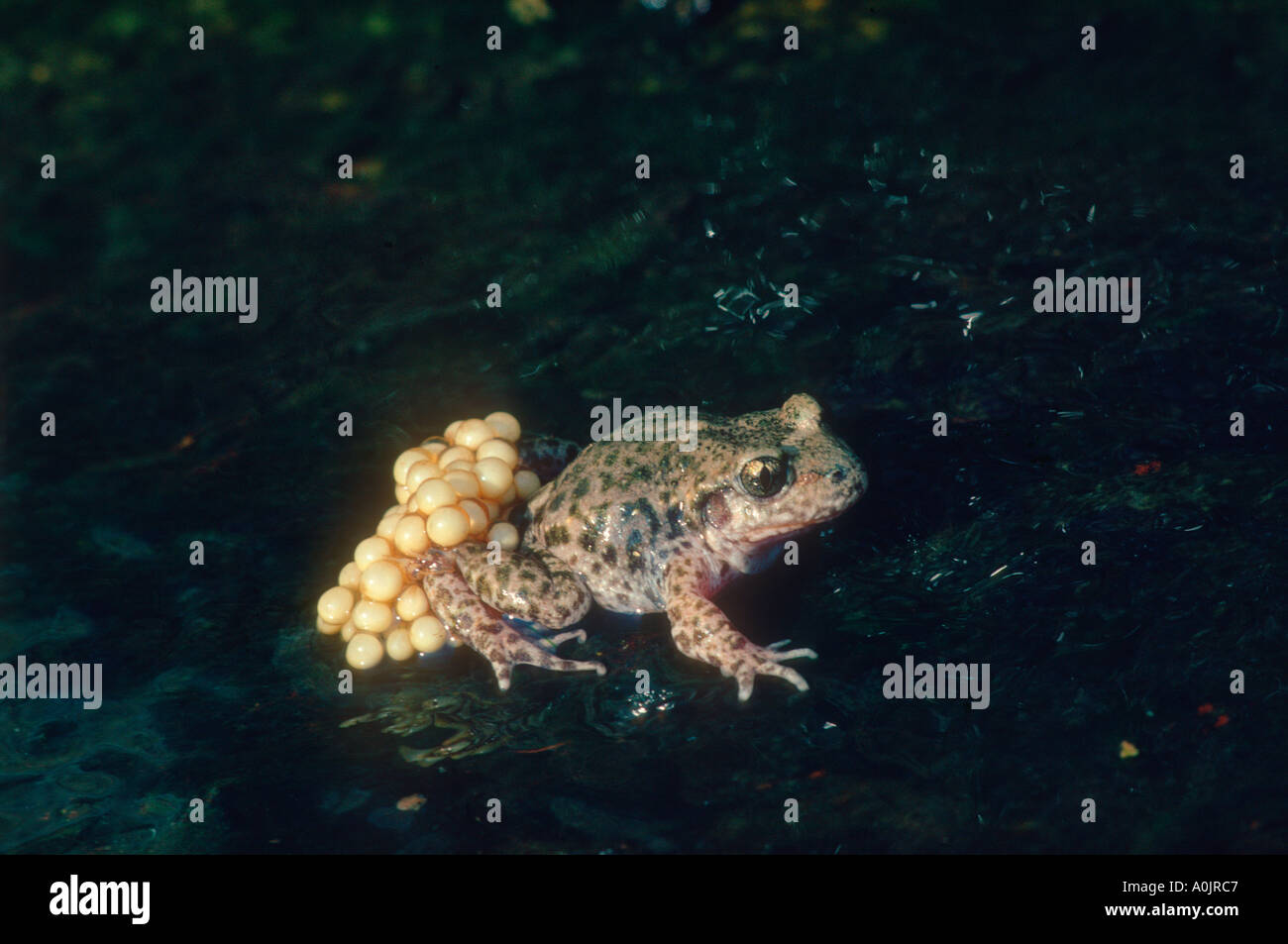 Midwife Toad, Alytes obstetricans. Male carrying eggs Stock Photo - Alamy