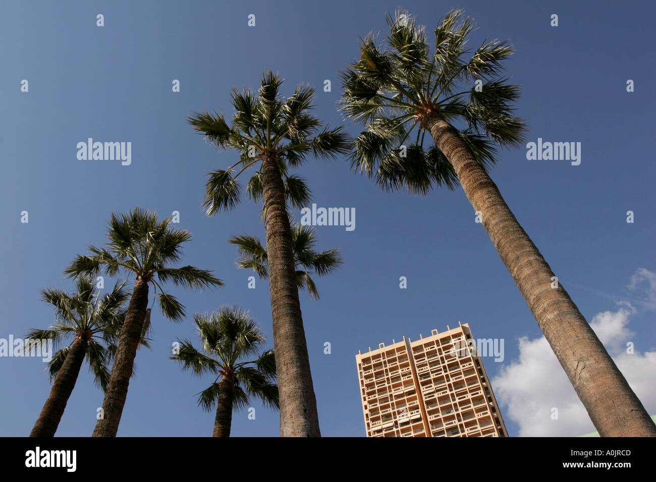 Building palm trees in city hi-res stock photography and images - Alamy