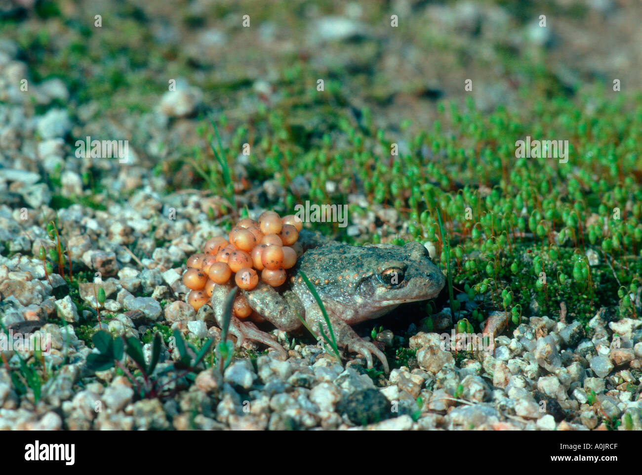 Midwife Toad, Alytes obstetricans. Male carrying eggs Stock Photo - Alamy