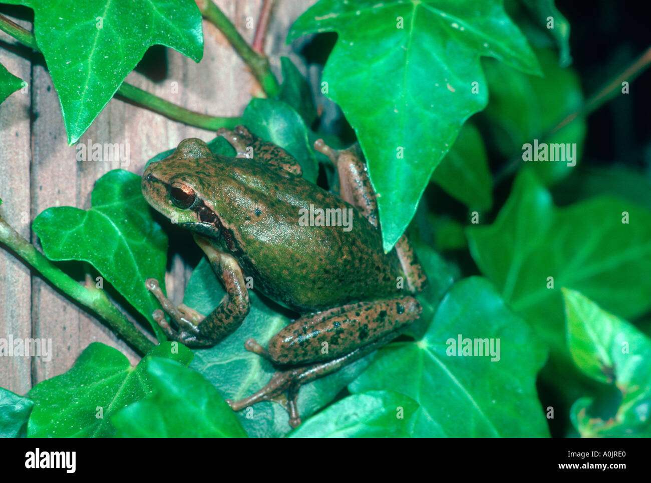 Stripeless tree frogs hi-res stock photography and images - Alamy