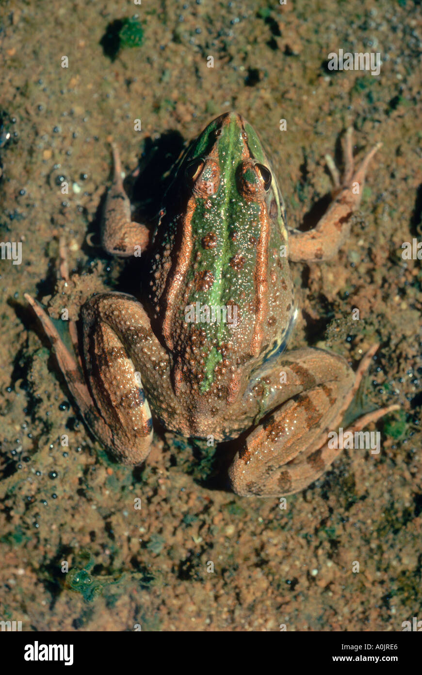 Frog top view hi-res stock photography and images - Alamy