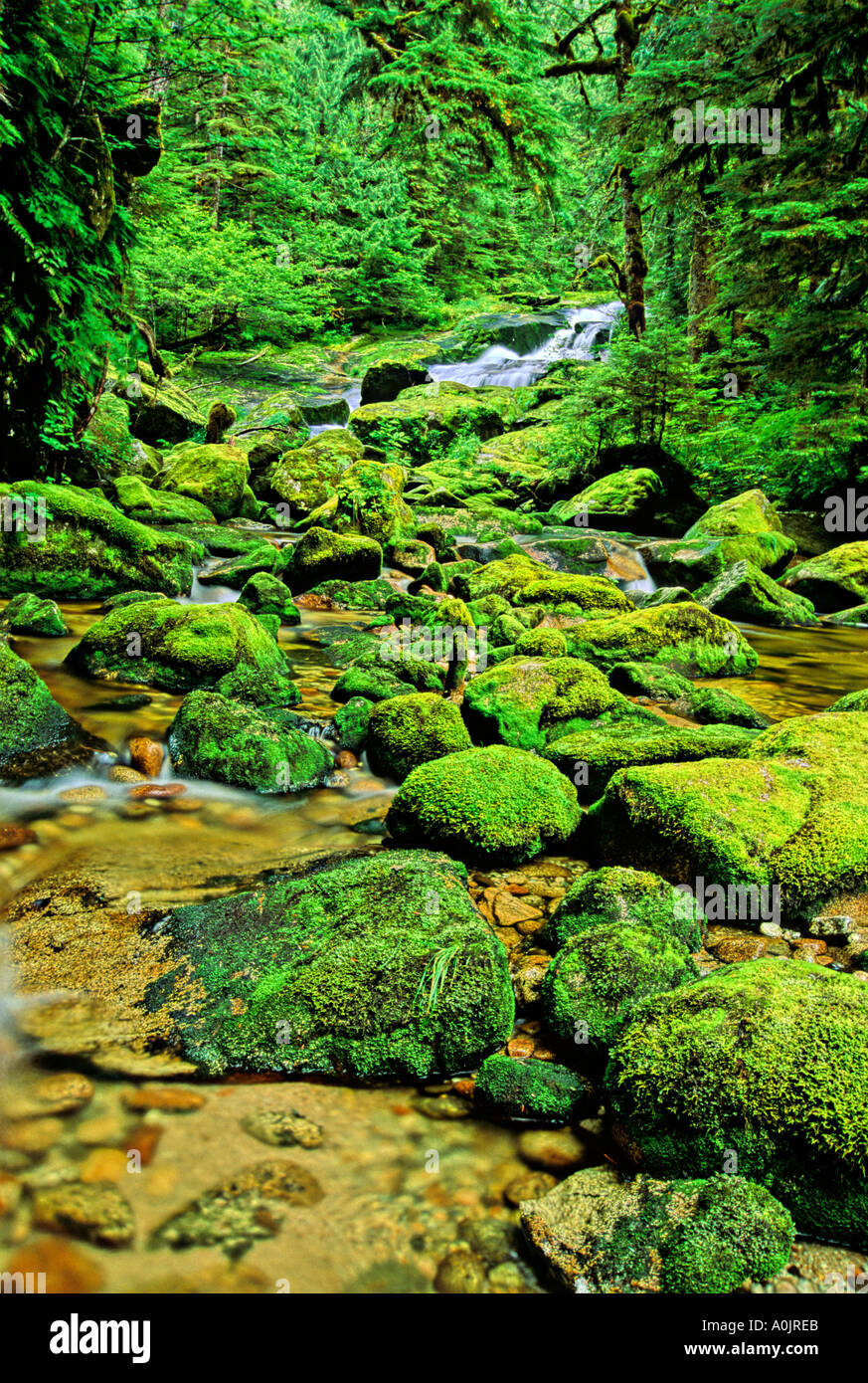 Rainforest rain forest coastal hi-res stock photography and images - Alamy