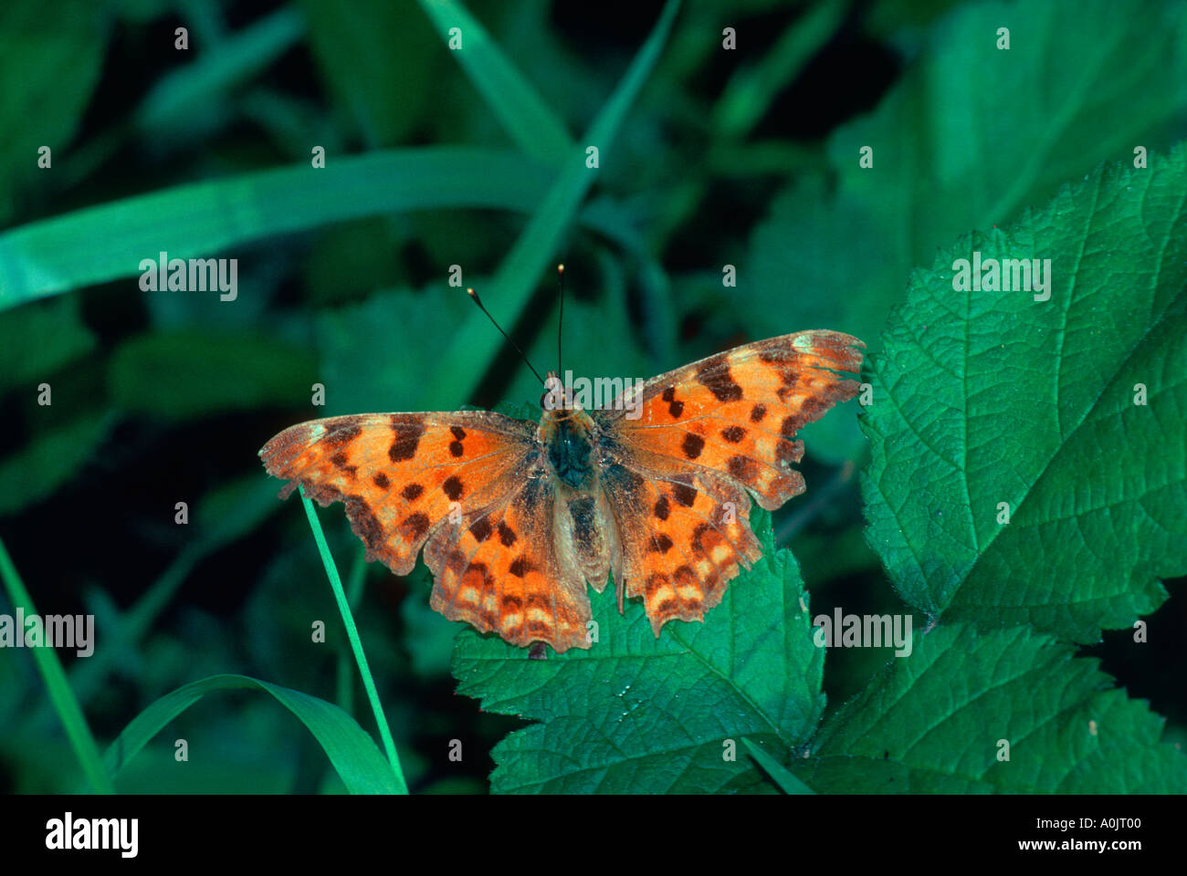 Comma Butterfly, Polygonia c-album Stock Photo - Alamy