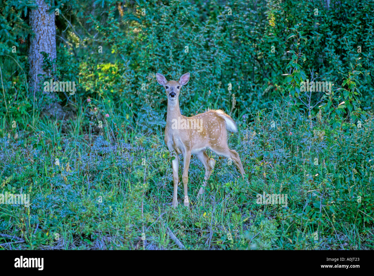 Fawn body hi-res stock photography and images - Alamy