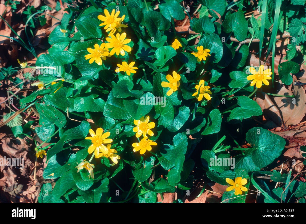 Purple Leaved Lesser Celandine, Ficaria verna. On blossom Stock Photo ...