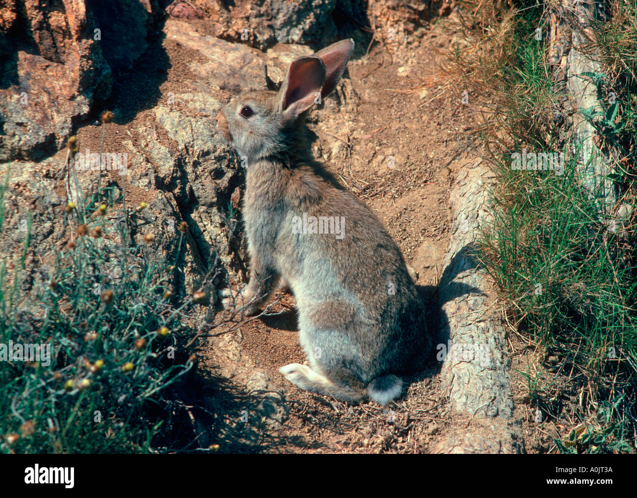 Rabbit, Oryctolagus cuniculus Stock Photo - Alamy