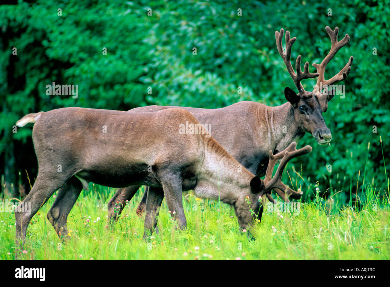 Caribou canada eating hi-res stock photography and images - Alamy