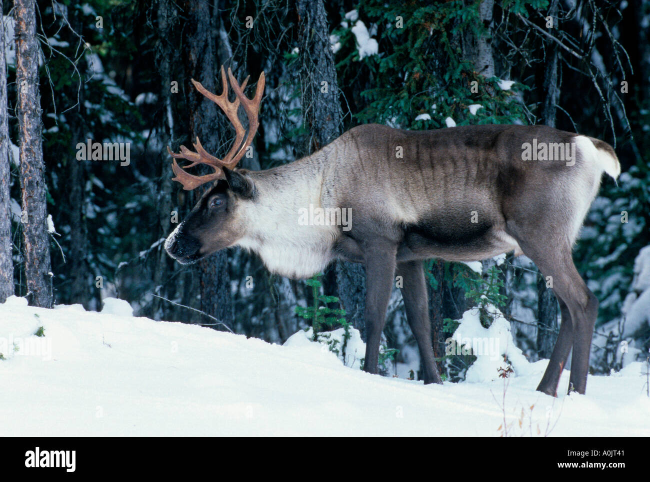 Canadian Woodland Caribou High Resolution Stock Photography and Images ...
