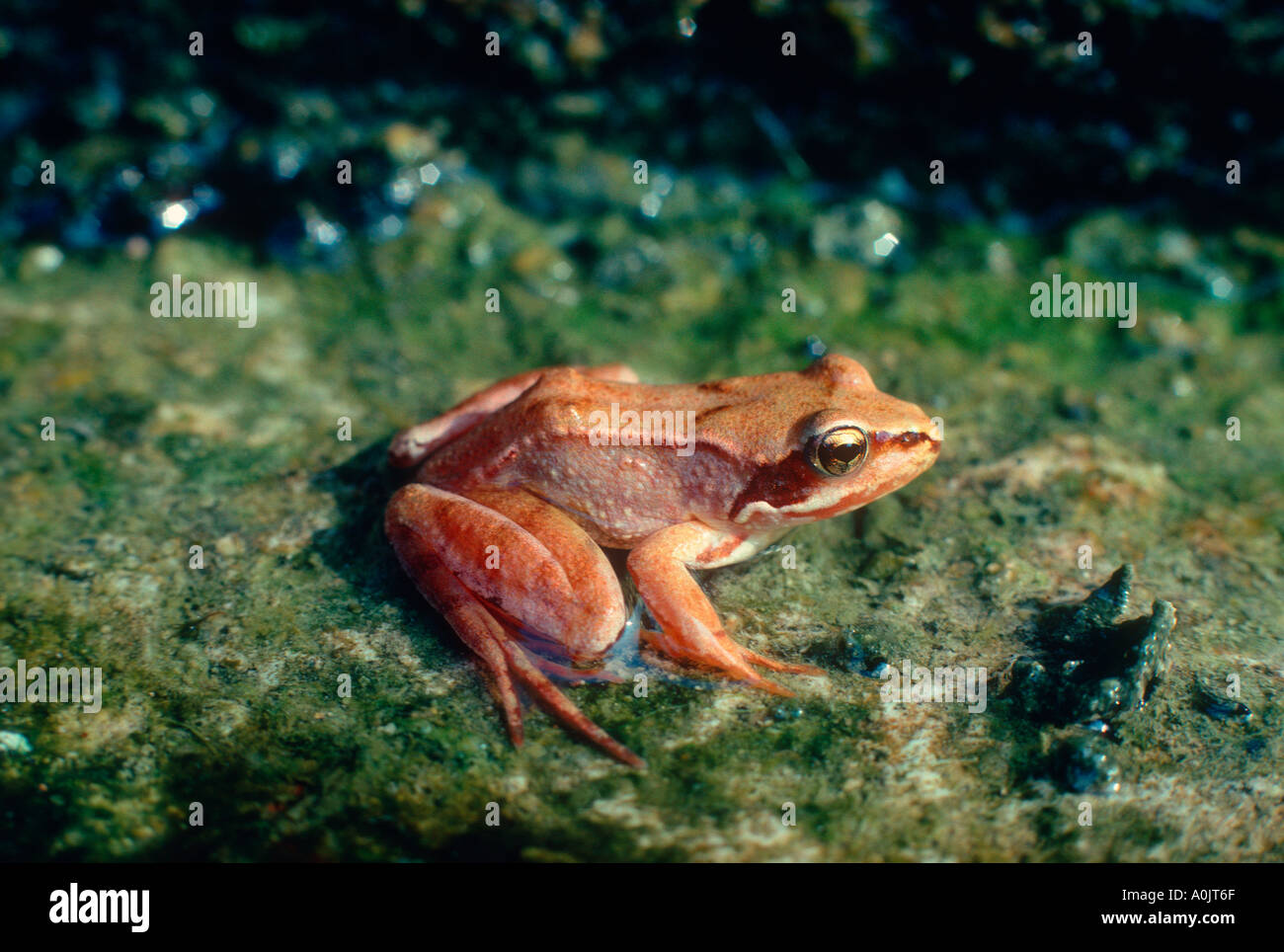 Common frog grass rana hi-res stock photography and images - Alamy