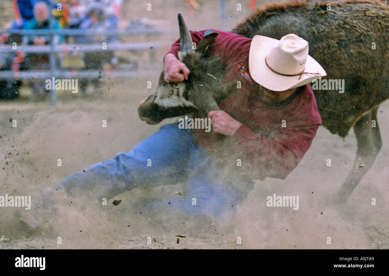 Take the bull by the horns hi-res stock photography and images - Alamy