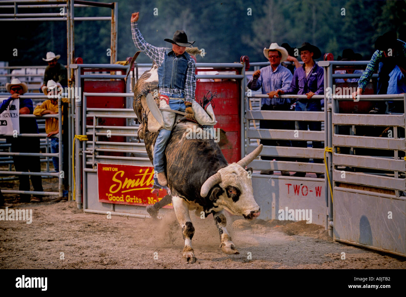 Bull Rider 50 Stock Photo - Alamy