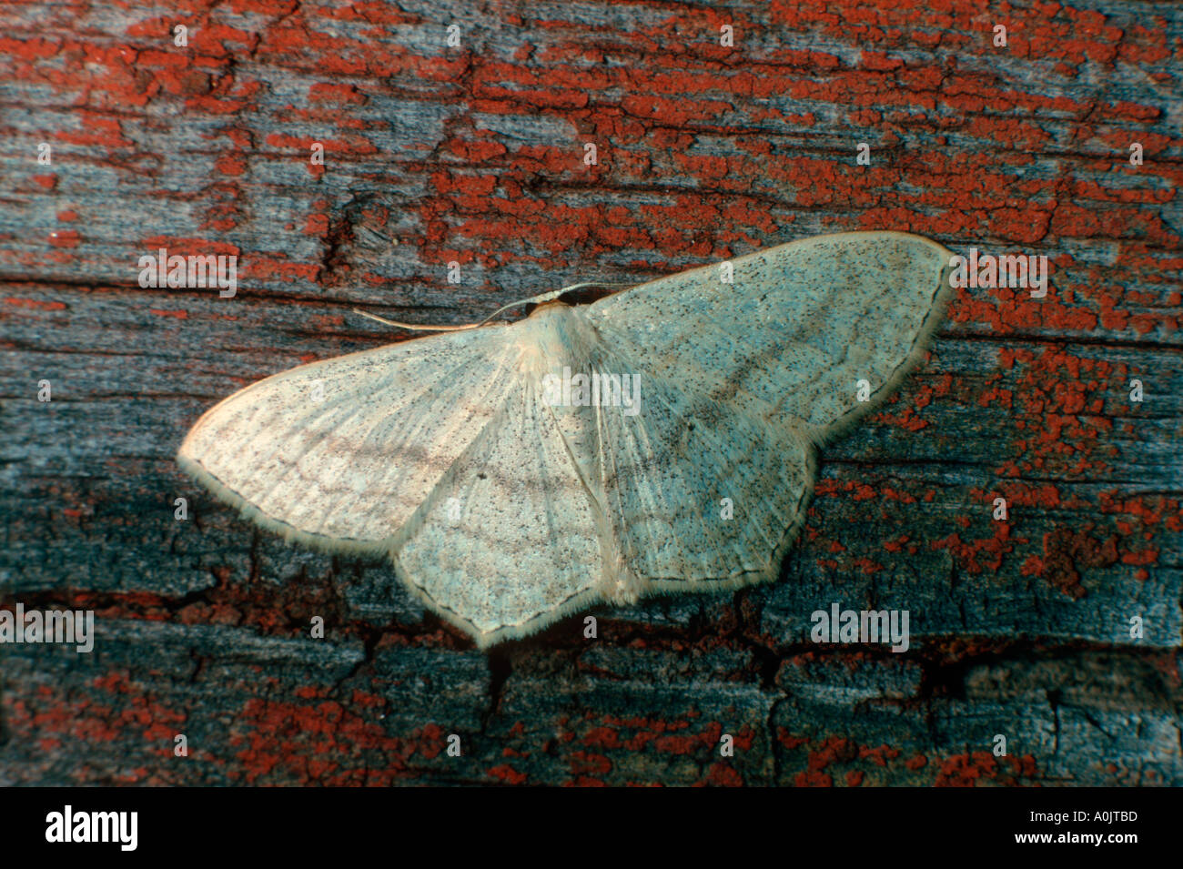 Geometer Moth, Scopula sp Stock Photo - Alamy