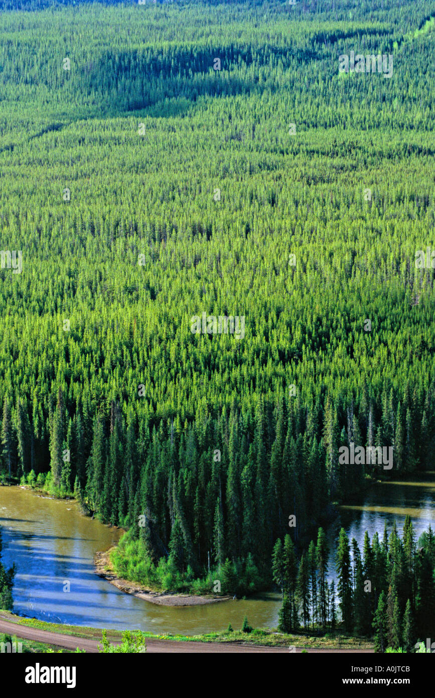 Forest of Spruce trees Stock Photo - Alamy