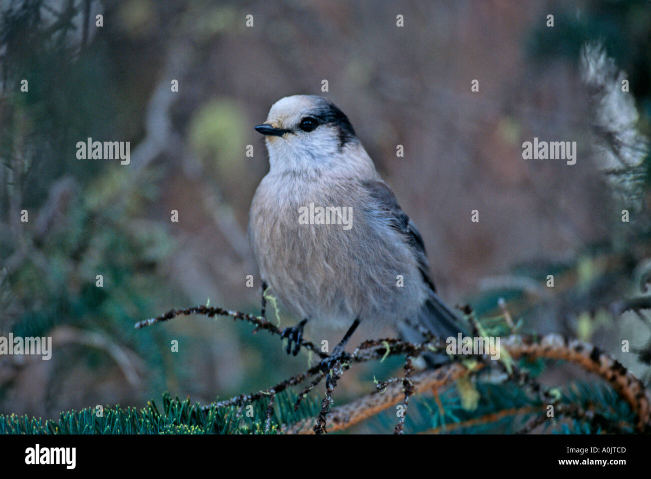 Gray Jay 1 Stock Photo - Alamy