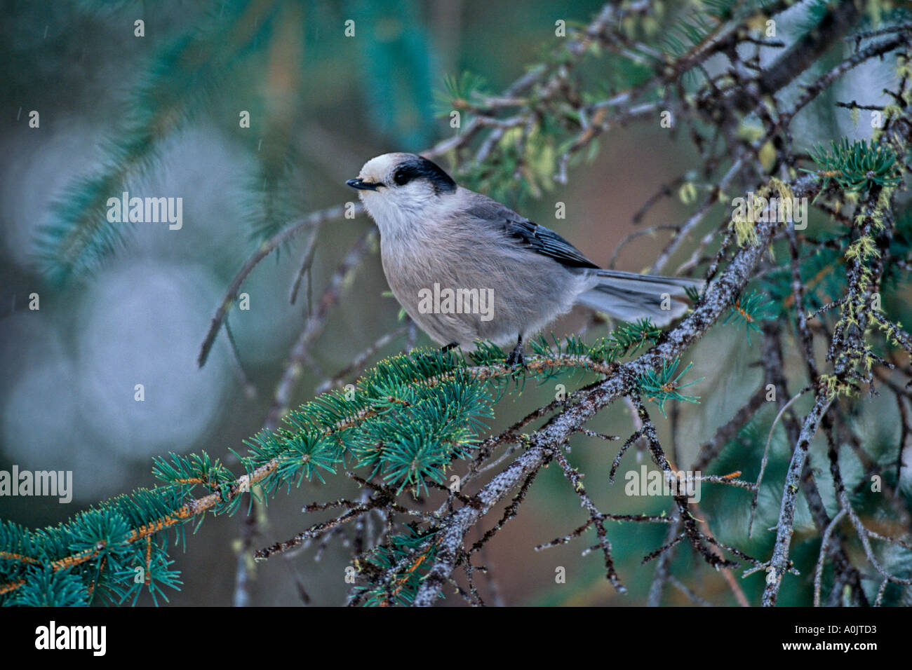 2 gray jay hi-res stock photography and images - Alamy