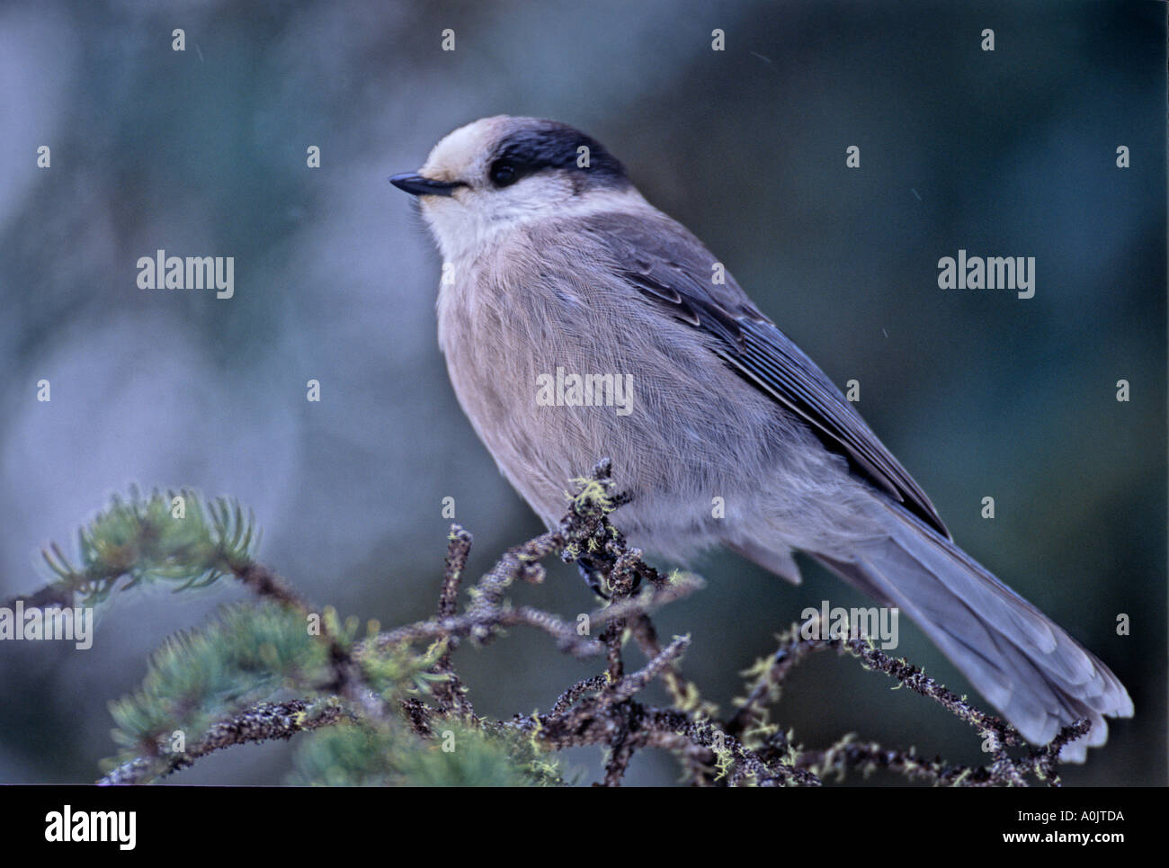 Grey jay habitat hi-res stock photography and images - Alamy