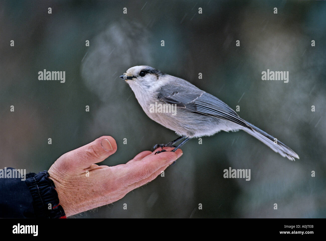 A wild Gray Jay in a human hand Stock Photo - Alamy