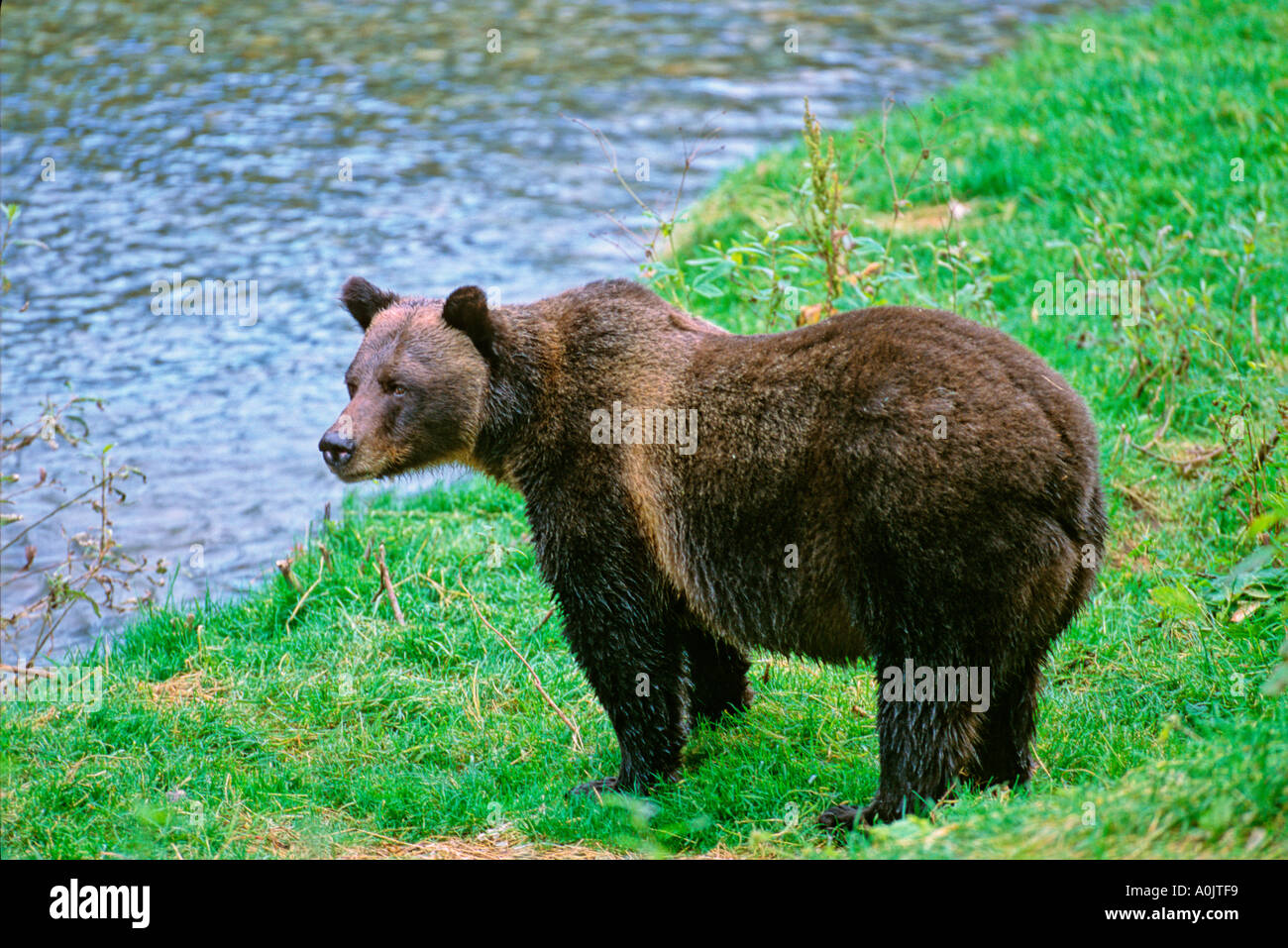 Grizzly Bear 33 Stock Photo - Alamy