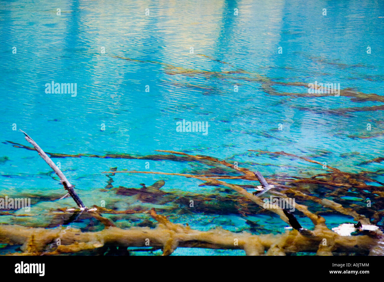 Crsytal clear azure blue water of the Colorful Pond at Jiu Zhai Gou ...