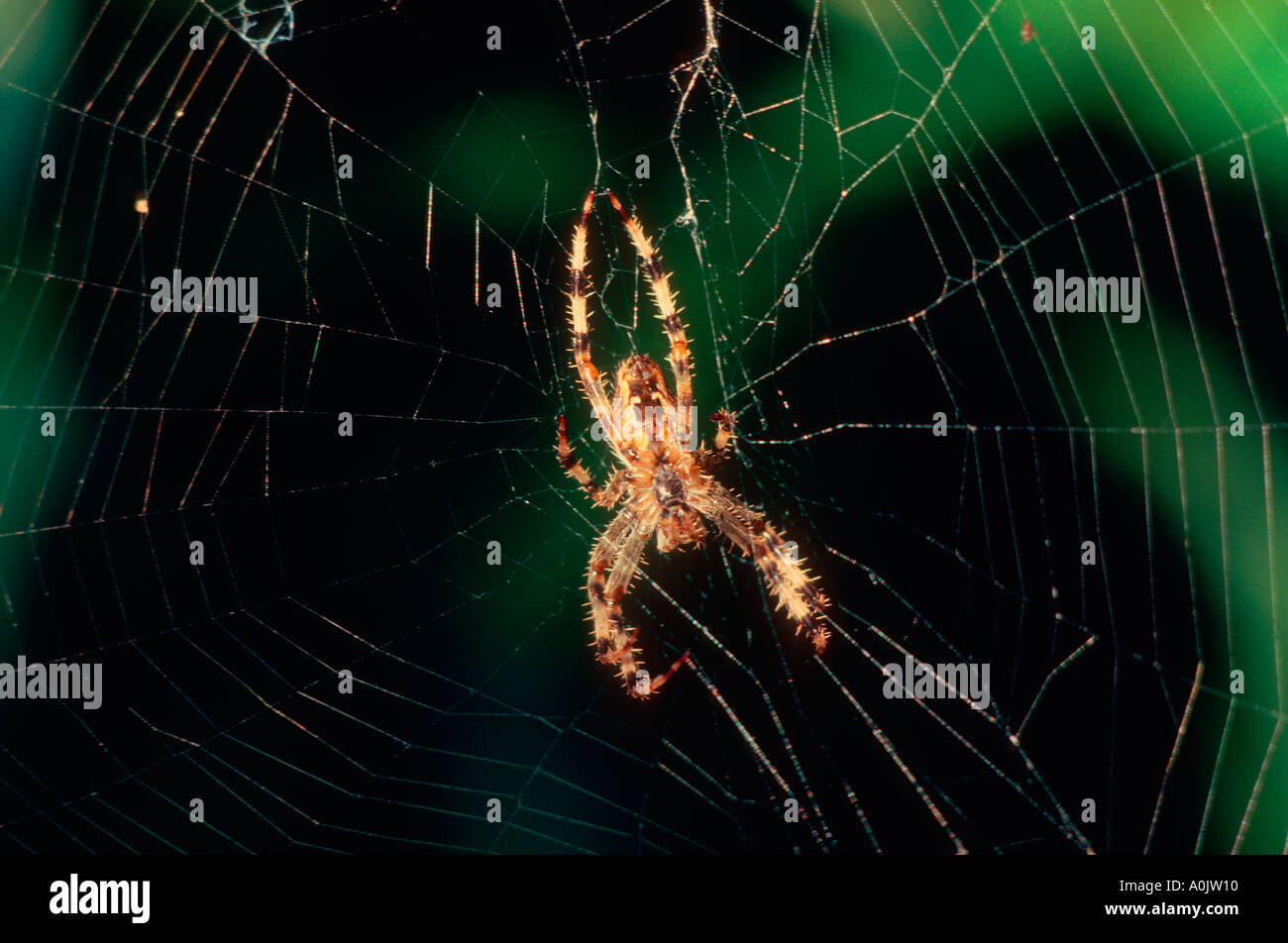 Garden spider underside on web hi-res stock photography and images - Alamy