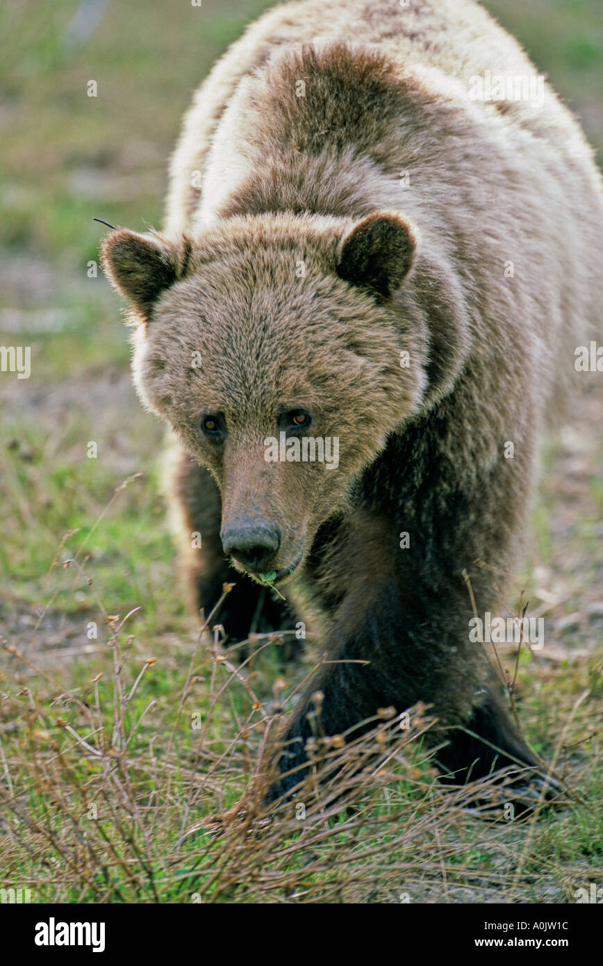 Mary the bear hi-res stock photography and images - Alamy