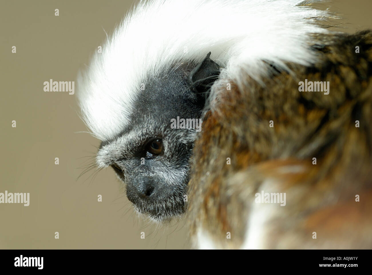 Top tamarin hi-res stock photography and images - Alamy