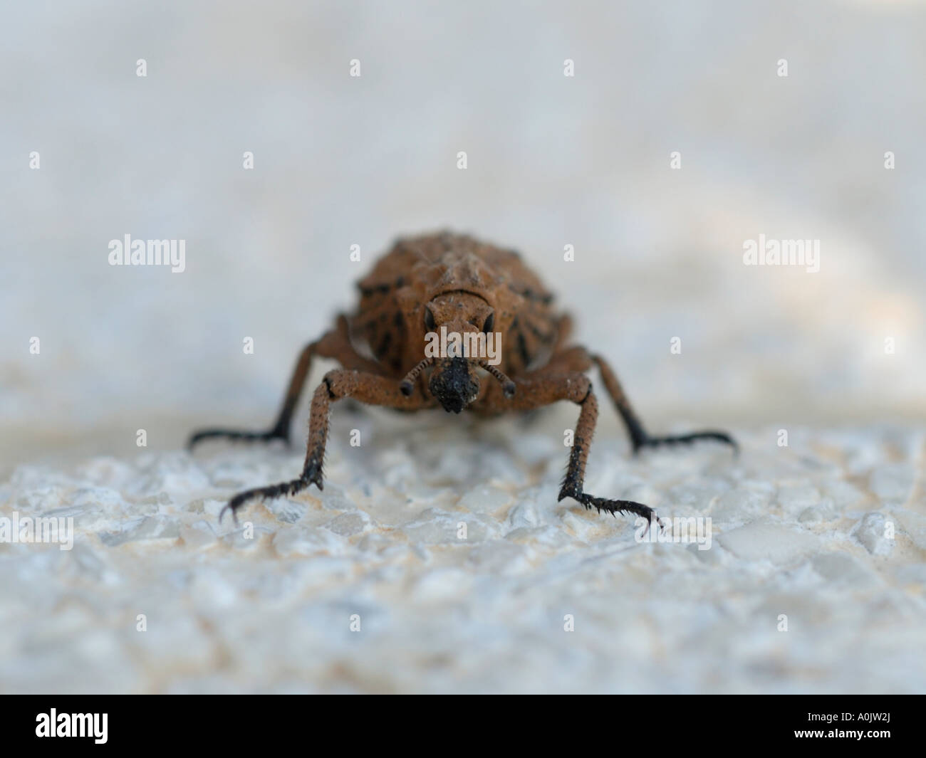Close up an Ugly Bug in Majorca, Spain in April 2006 Stock Photo - Alamy