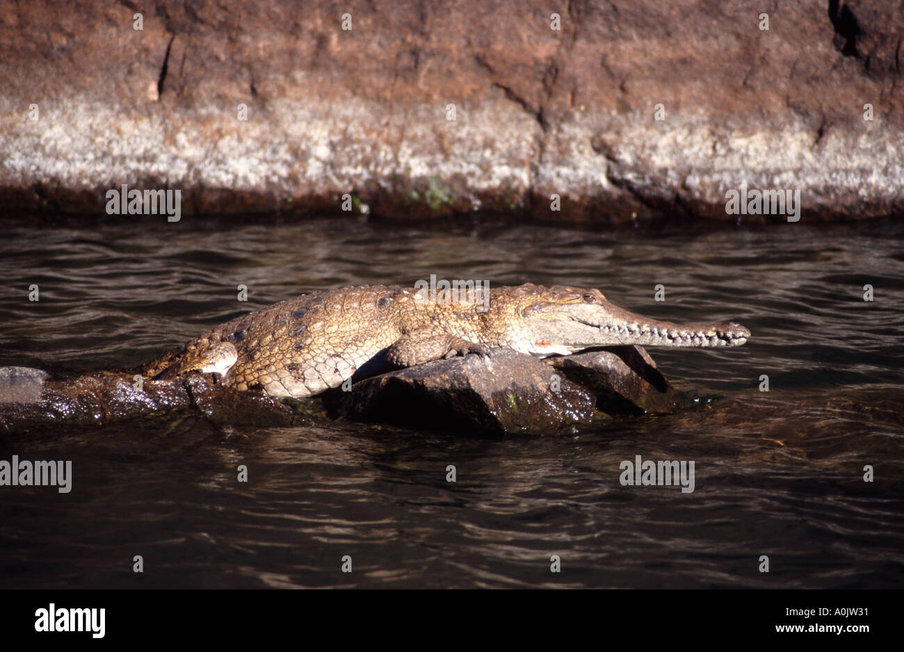 Freshwater crocodile Katherine gorge Australia Stock Photo - Alamy