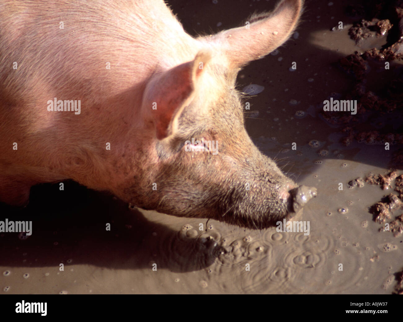 Pig in muck Stock Photo - Alamy