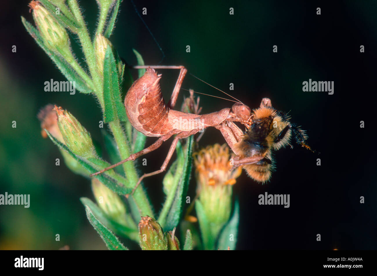 European Dwarf Mantis, Ameles spallanzania. Eating a bee Stock Photo ...