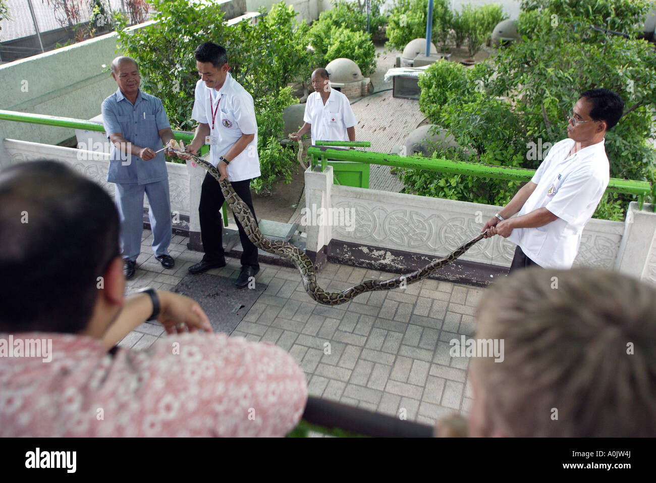Queen Saovabha Memorial Institute Snake Farm Bangkok Thailand Over 1 ...