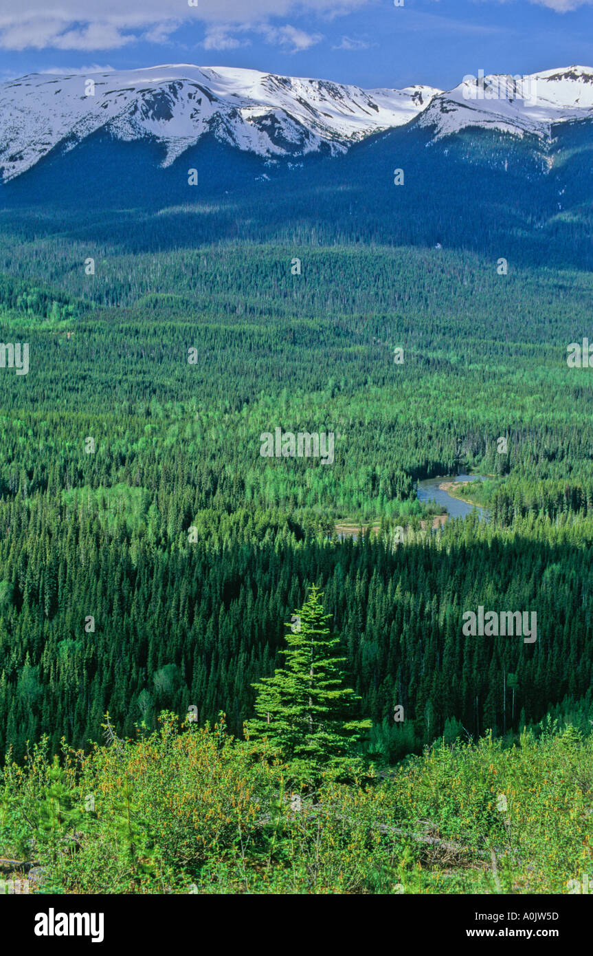Little Spruce Tree on a hill top Stock Photo - Alamy