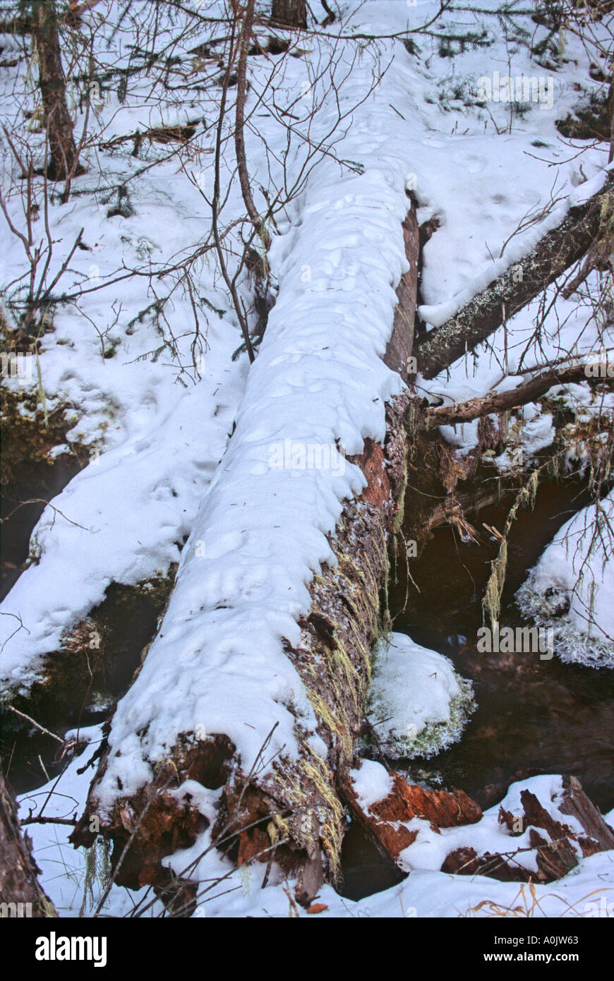 Footprints crossing log hi-res stock photography and images - Alamy