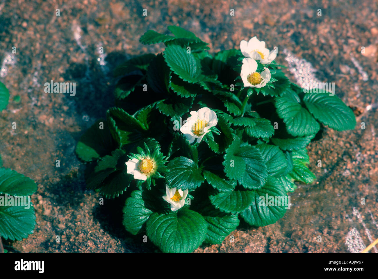 Strawberries fragaria sp hi-res stock photography and images - Alamy