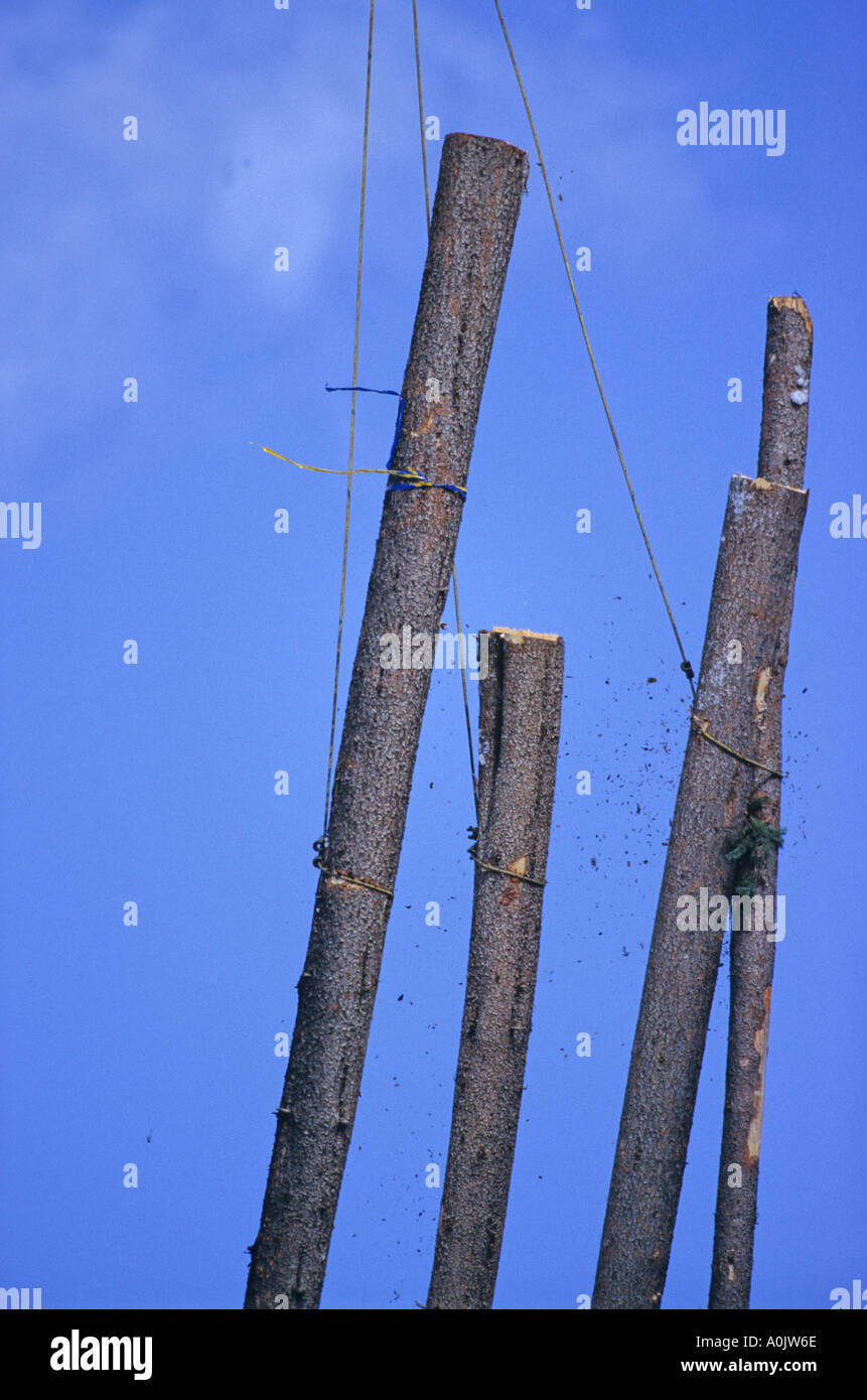 Logs being hoisted 2 Stock Photo - Alamy