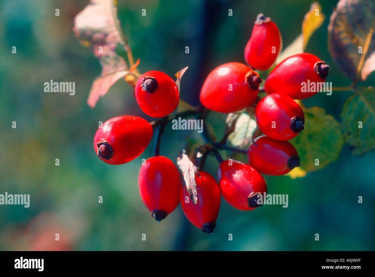 Berry rose hi-res stock photography and images - Alamy
