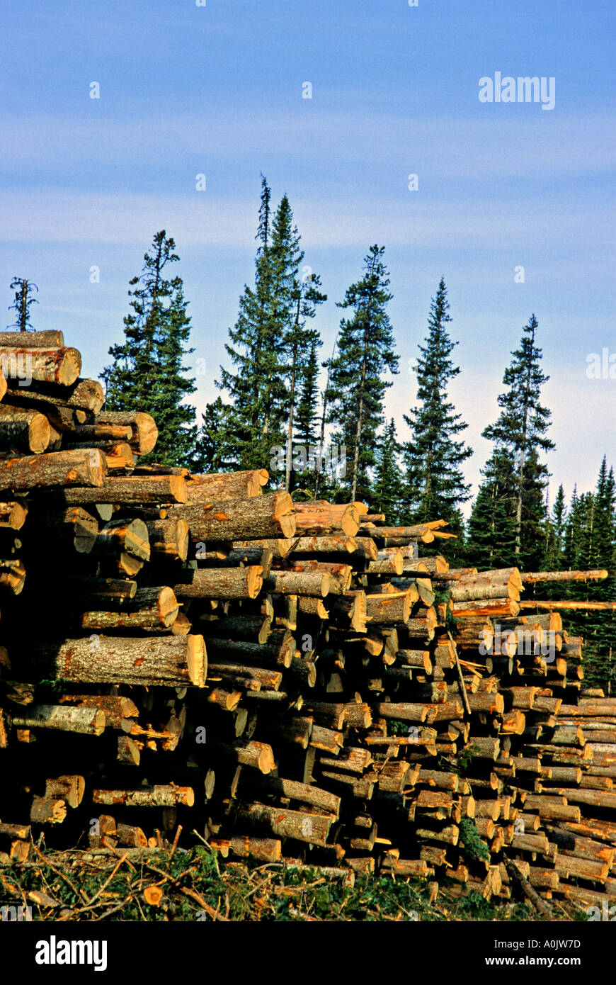 Conifer forest trees hi-res stock photography and images - Alamy