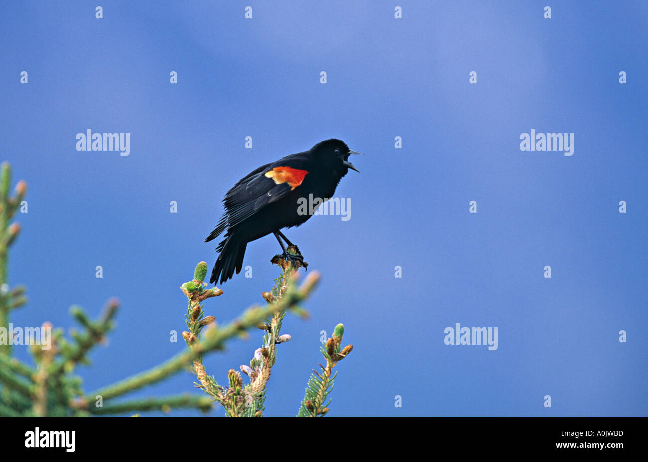 Black red winged hi-res stock photography and images - Alamy