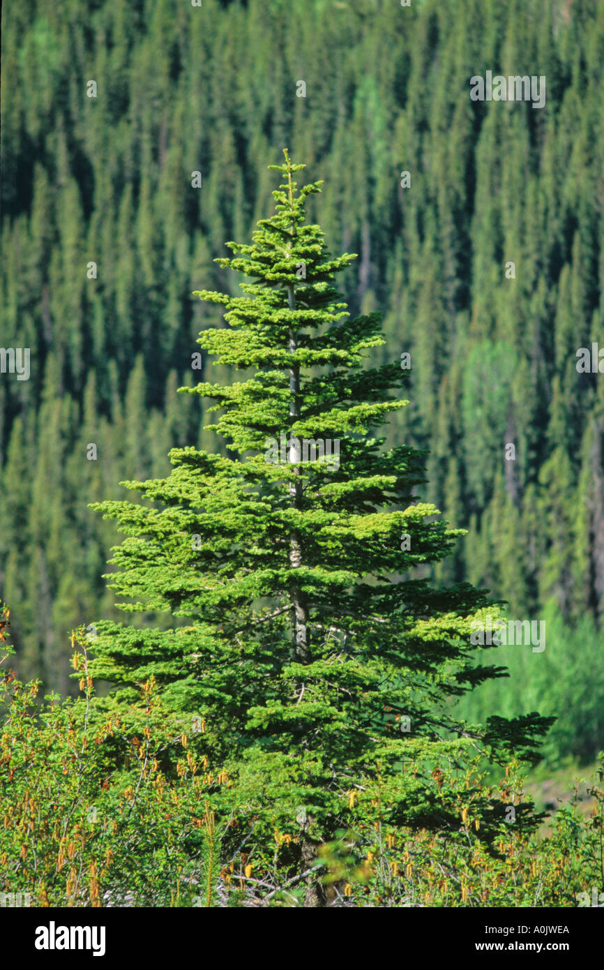 Spruce Tree 1 Stock Photo - Alamy