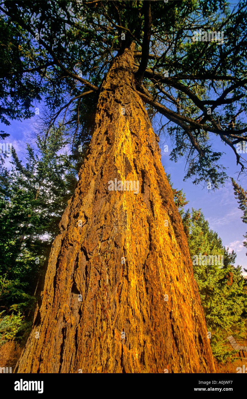Softwood tree hi-res stock photography and images - Alamy