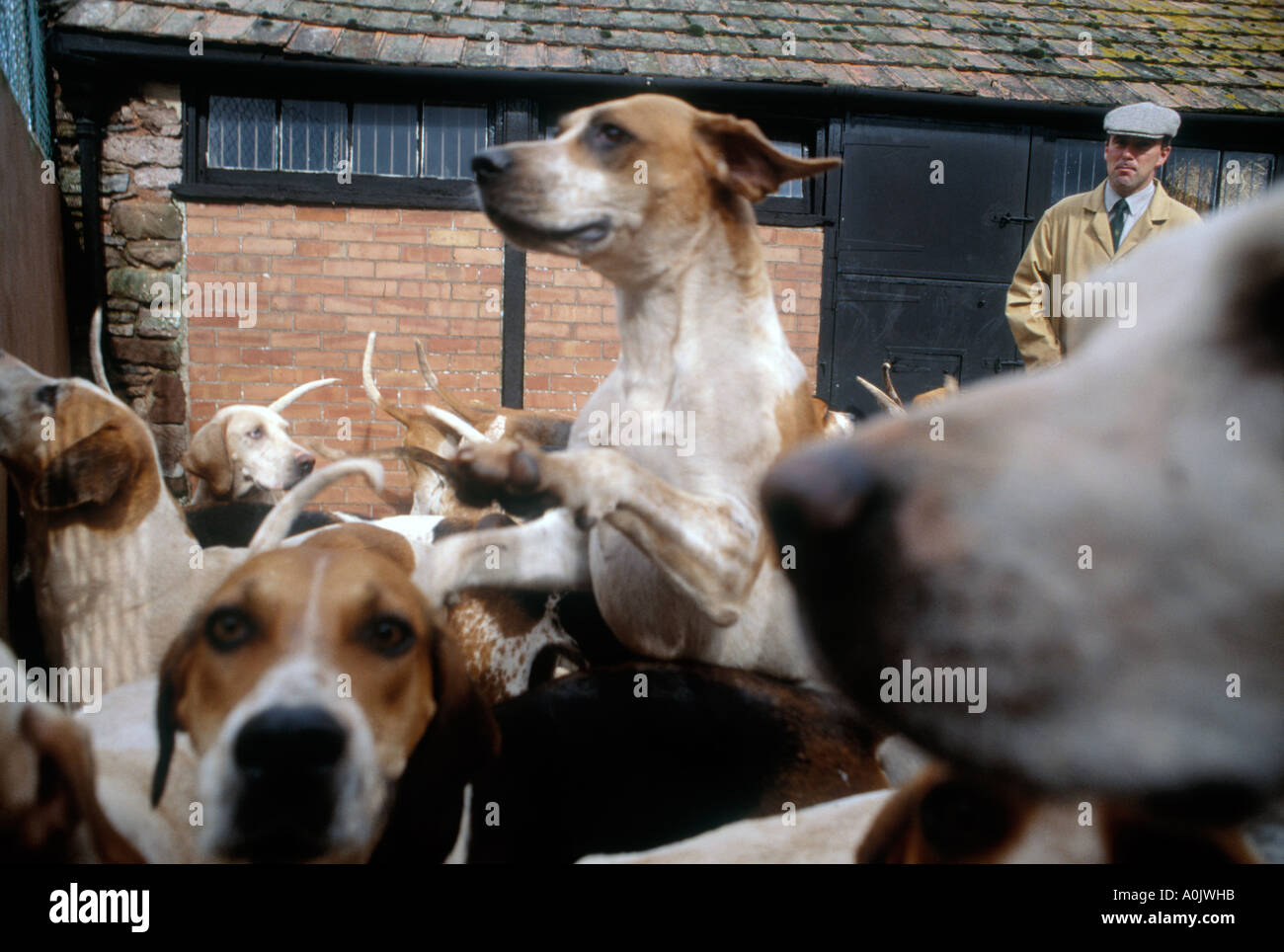 Quantock stag hunt Exmoor somerset UK Devon Somerset Staghounds Hunt ...