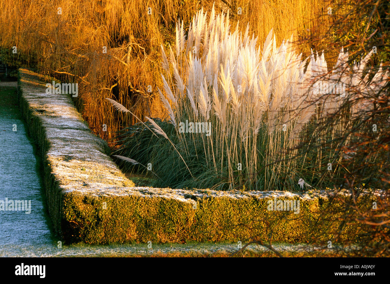 Pampus grass hi-res stock photography and images - Alamy