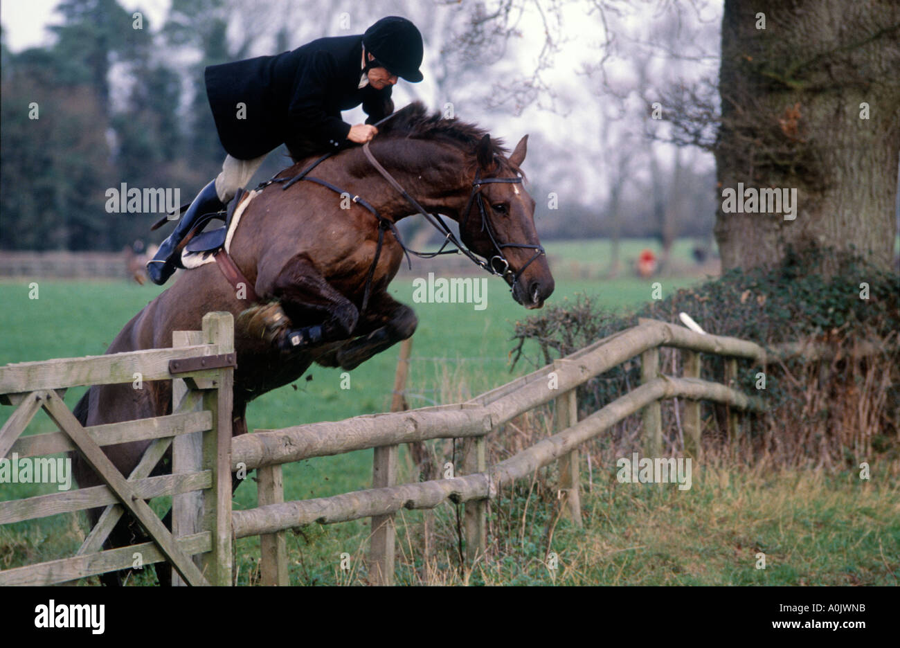 Drag hunting Wiltshire UK where a scent is laid beforehand and there is ...